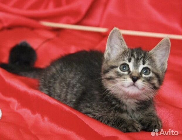 Трогательный котенок полосатик 1,5 месяца в добрые