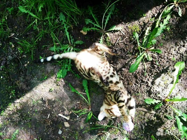 Бенгальская девочка котенок