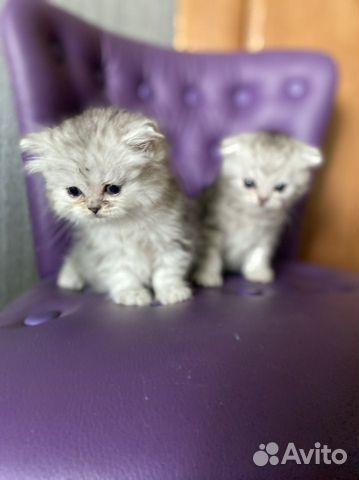 Шотландский котенок девочка