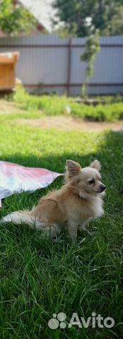 Собака Чихуа