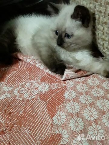 Гималайский котёнок в добрые руки