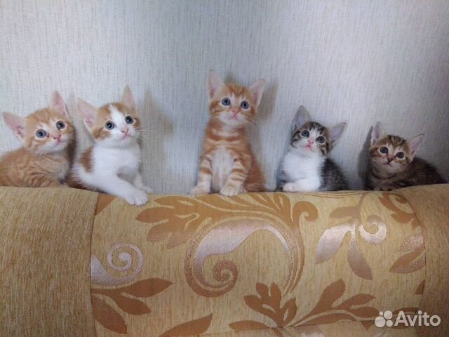 Домашние котята в добрые руки