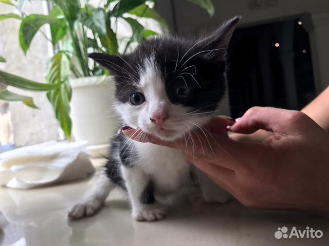 Котята в добрые руки даром