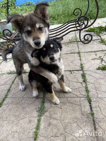 Щенки от хаски