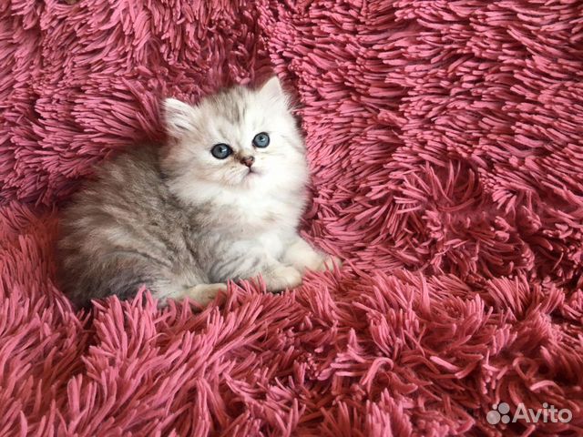 Шотландские пушистые котята