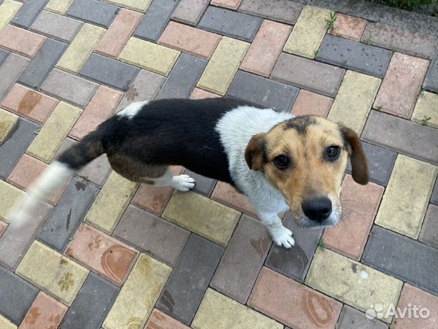 Бигль потерялся