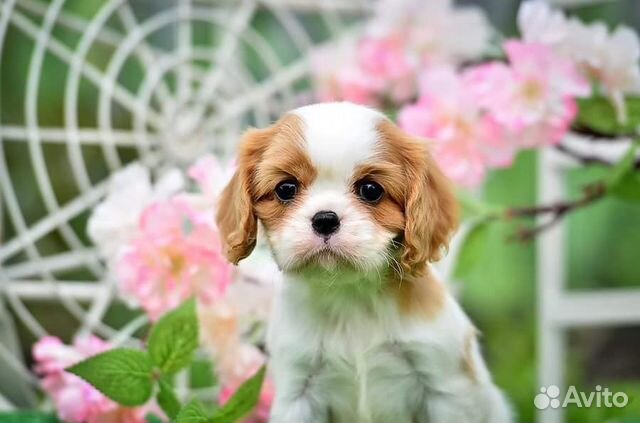 Девочка конфеточка кавалерочка