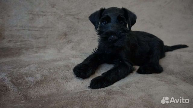 Щенки миттельшнауцера