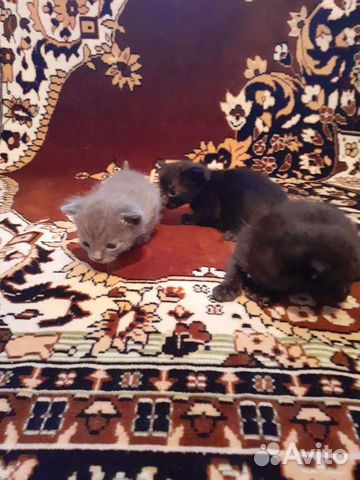 Котята бронь