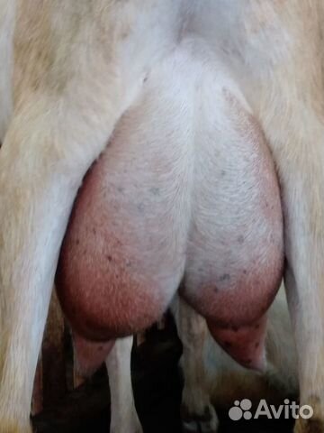 Продам коз, козла, козлят