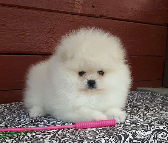 Девочка айс крем