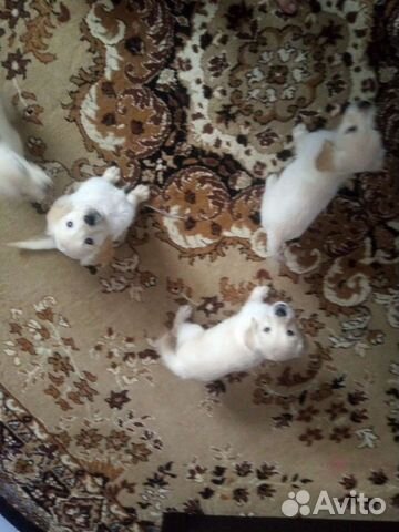 Золотистый ретривер