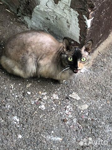 Сфинкс ищет дом