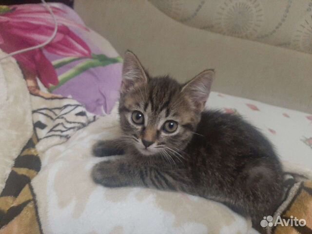 Продаются две очаровательные,и ласковые кошечки