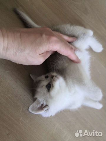 Кошки