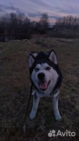 Подросток Хаски бесплатно