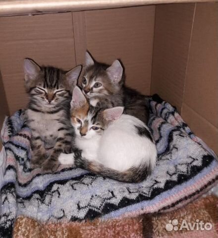 Маленькие котята ждут любящих хозяев