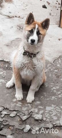 Американская акита