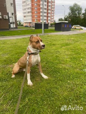 Стаффордширский терьер в добрые руки