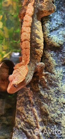 Бананоед самка + террариум