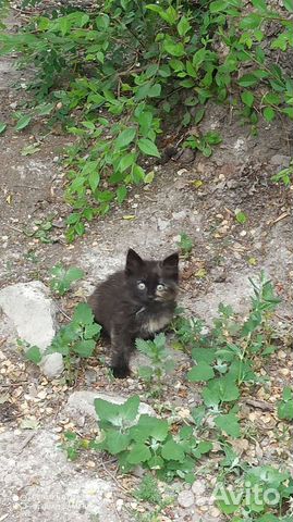 Котëнок ищет дом