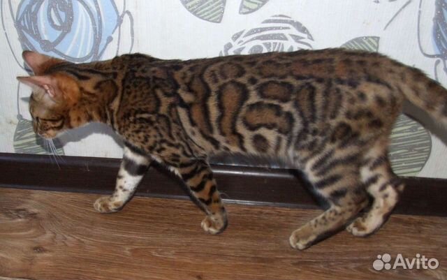 Бенгальская девочка