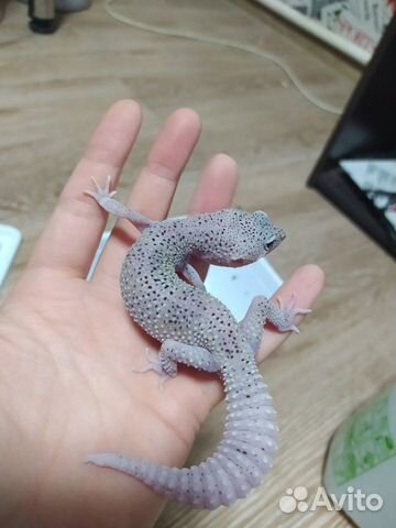 Взрослые самки эублефаров