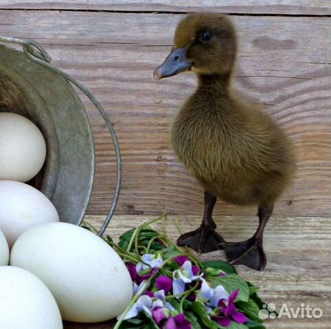 Яйца утиные и куриные
