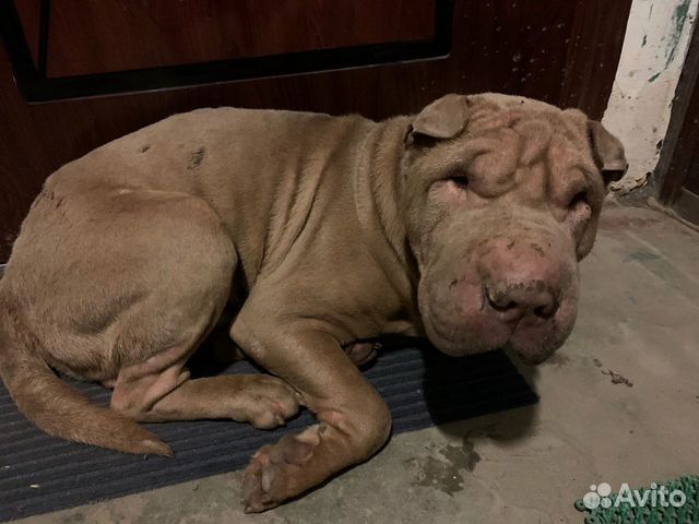 Найдена собака Шарпей