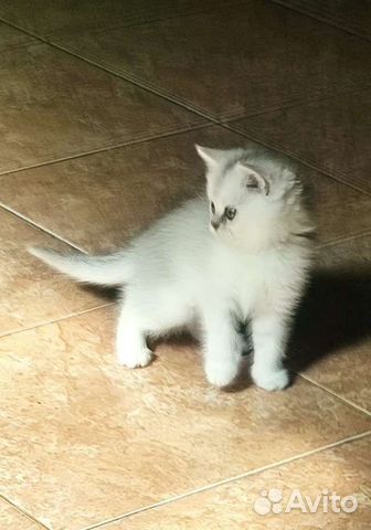 Котята породистые