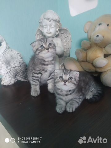 Продаются котята шотландский вислоухий мальчик и д