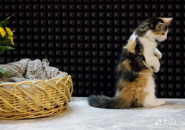 Котенок Сонечка