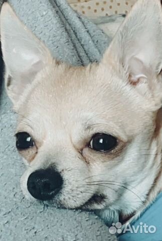 Вязка чихуахуа