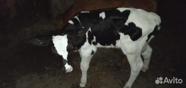 Продам бычков