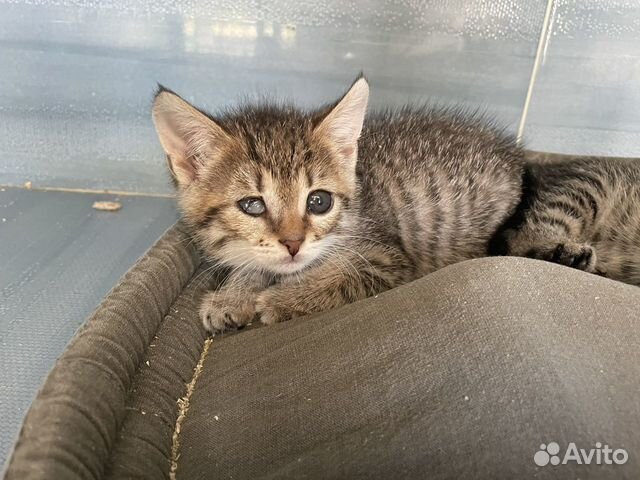 Котенок