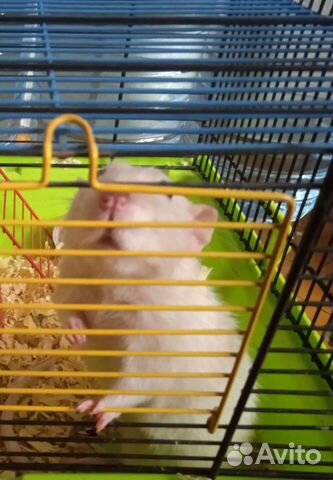 Крыса Дамбо 1,5 года