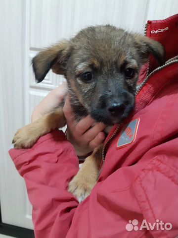 Маленький Барс ищет свою семью