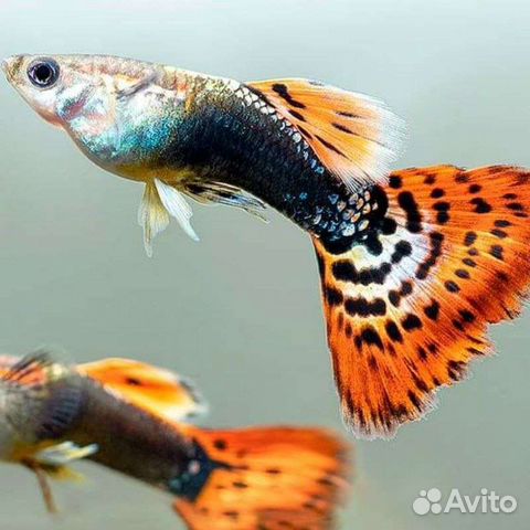Мальки гуппи