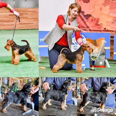 Щенок вельштерьер девочка