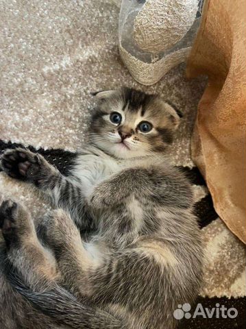 Шотландская вислоухая кошка