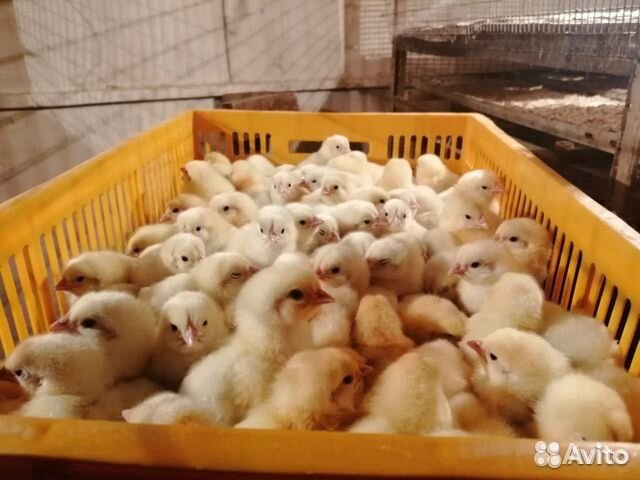 Цыплята бройлеры подрощенные
