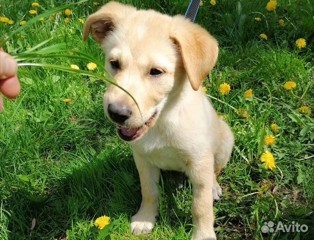 Щенок в добрые руки