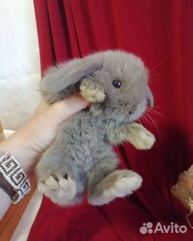 Карликовый крольчонок, лиловый окрас