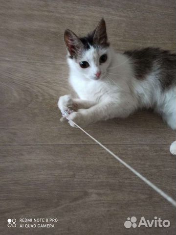 Кошки в добрые руки бесплатно