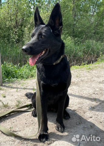 Красотка Ася