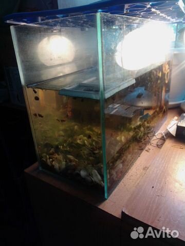 Аквариум и рыбки