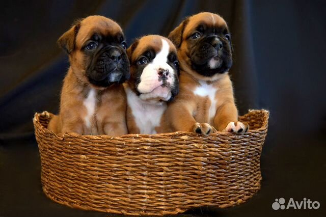 Славные малыши боксёра