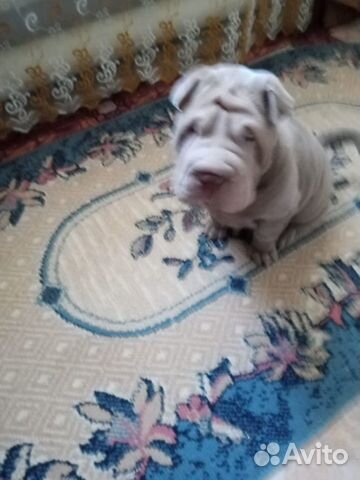 Продам щенка шарпей(мальчик)