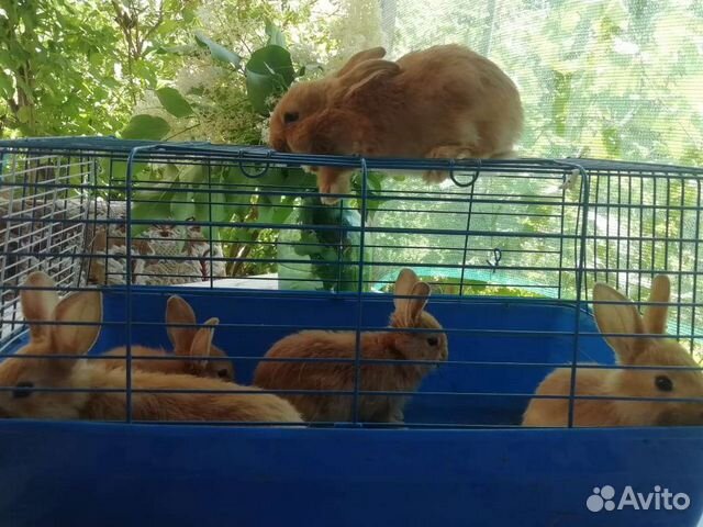 Кролики разных пород