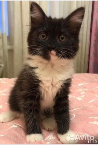 Черные котята, отдам